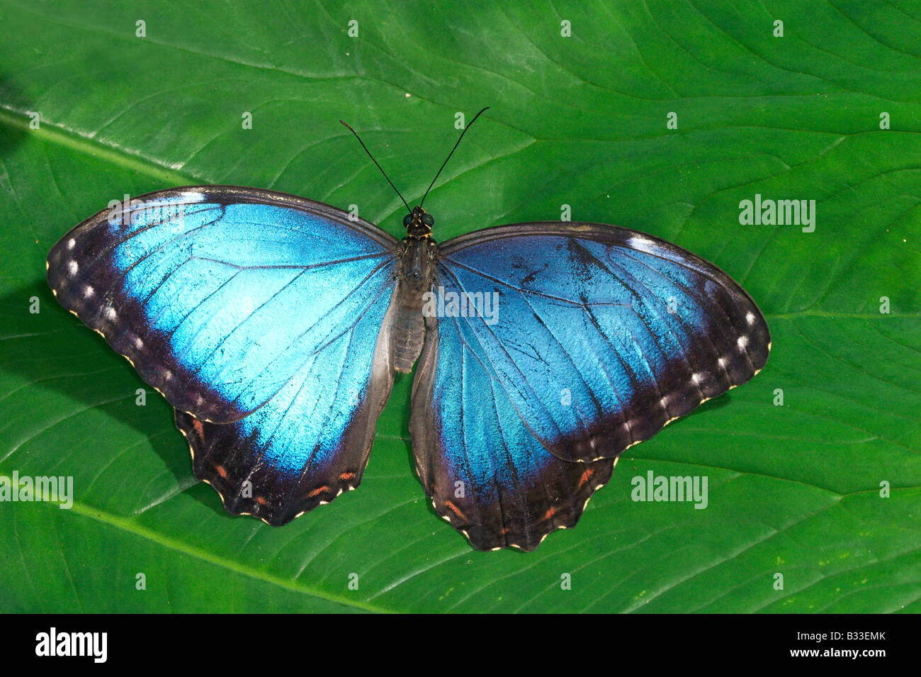 Montezuma Morpho Morpho peleides montezuma Stock Photo - Alamy