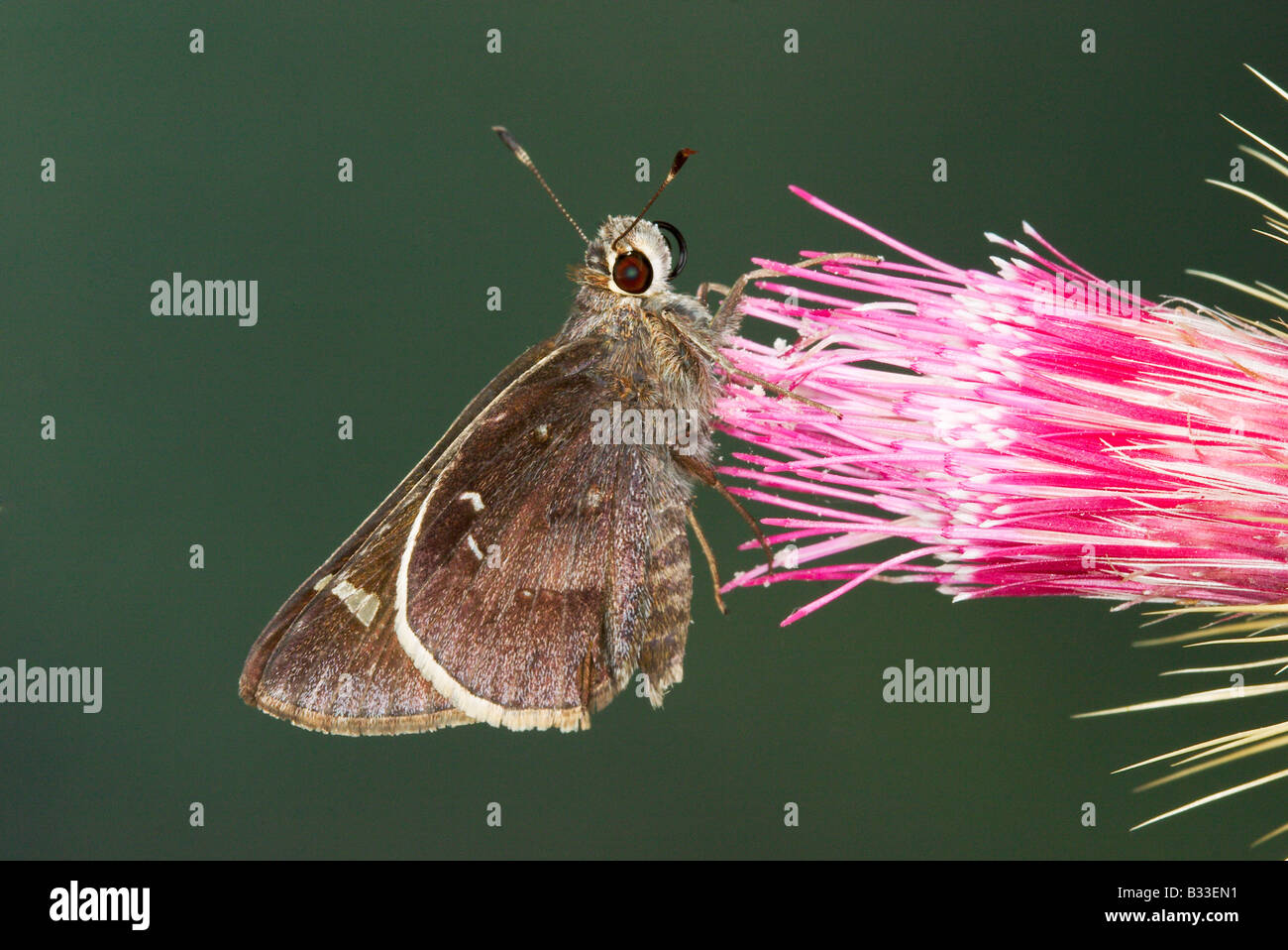 Moon-marked Skipper Atrytonopsis lunus Stock Photo - Alamy