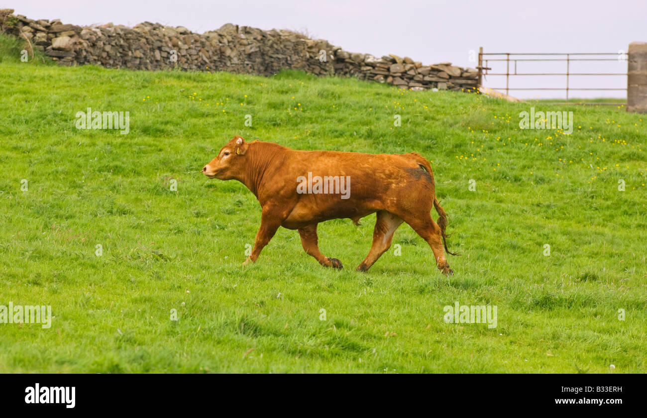 Domestic bull hi-res stock photography and images - Alamy