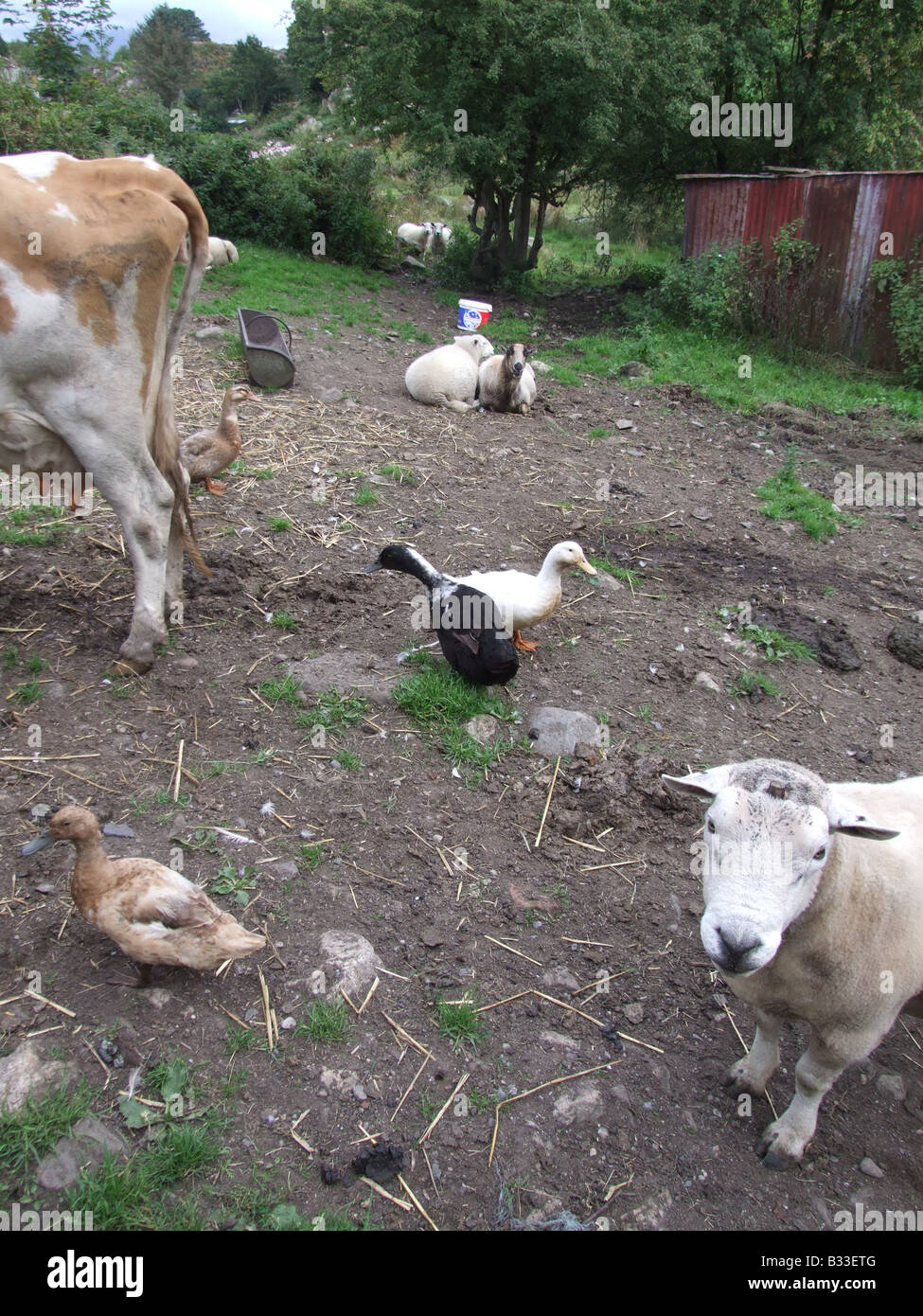 Which share the enclosure hi-res stock photography and images - Alamy