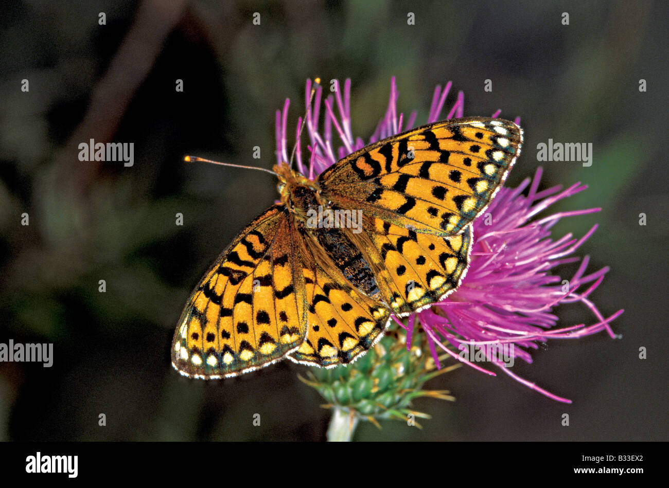 Mormon Fritillary Speyeria mormonia Stock Photo - Alamy