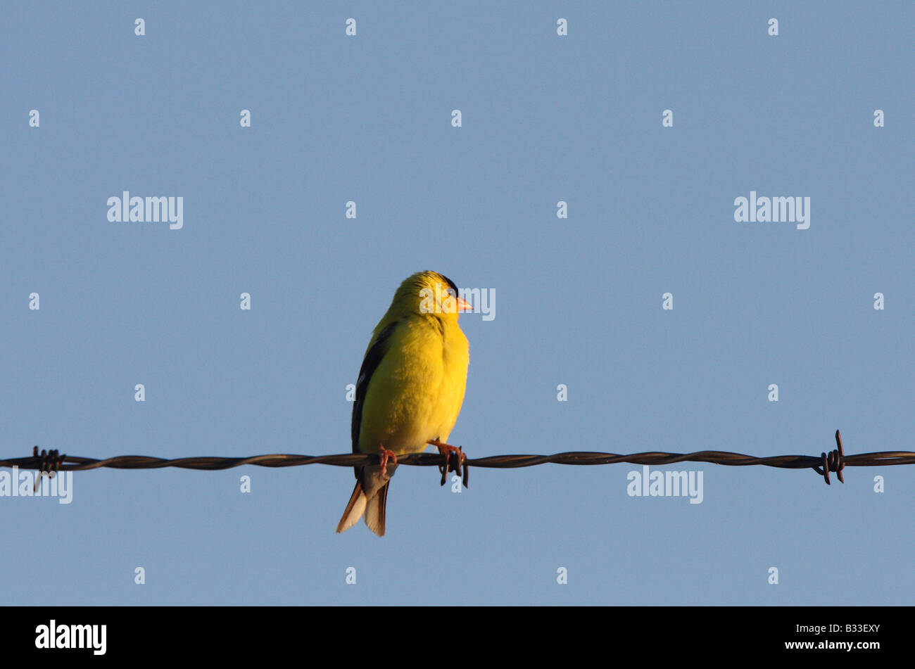 New world goldfinch hi-res stock photography and images - Alamy