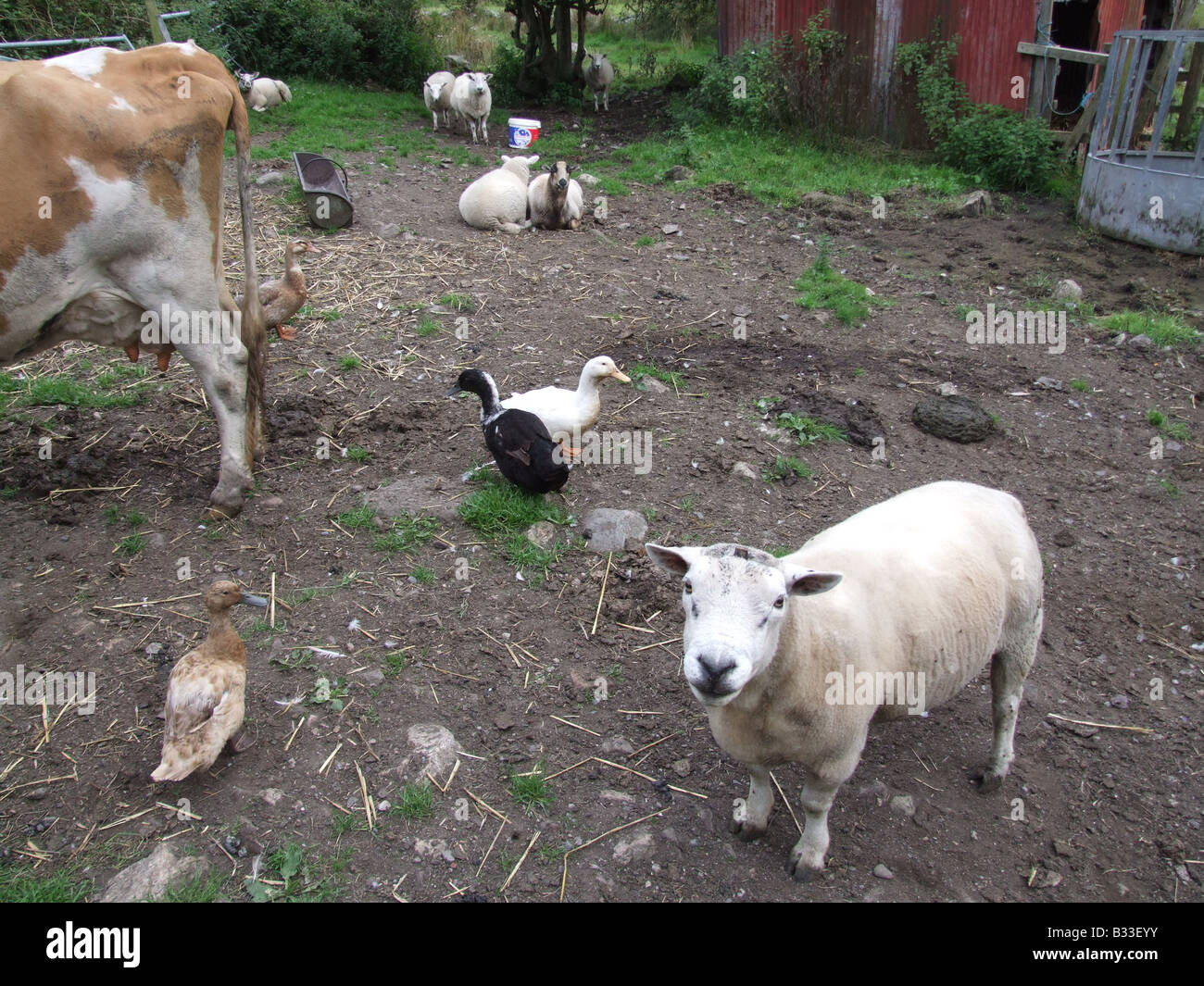 many different animals on farm yard Stock Photo - Alamy