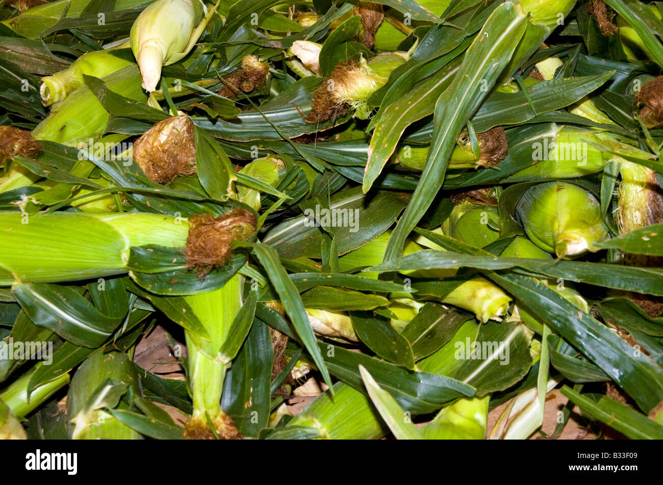 Corn cob stand hi-res stock photography and images - Alamy