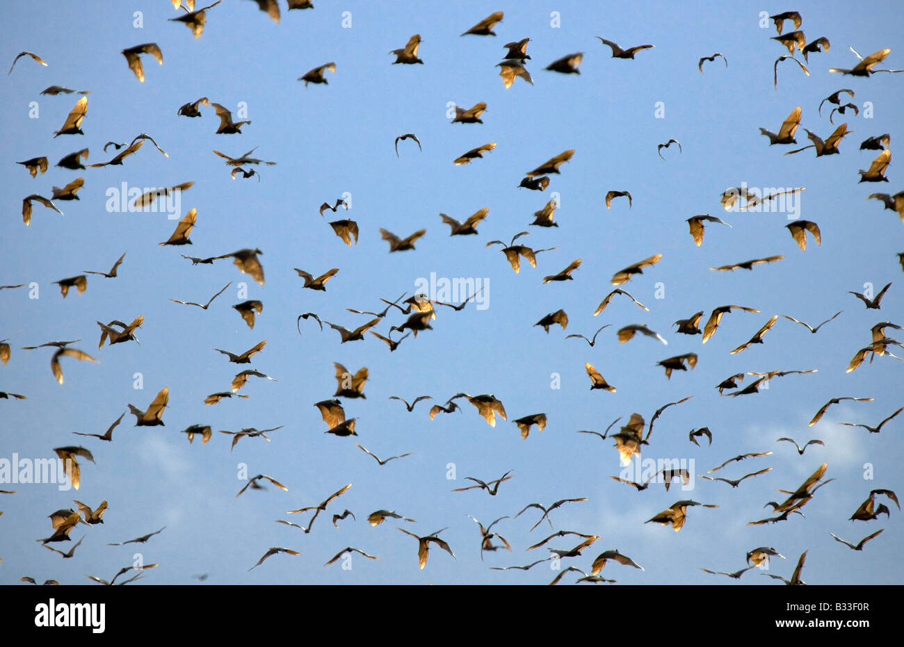 Straw coloured Fruitbats Eidolon helvum Palmenflughunde Kasanka ...