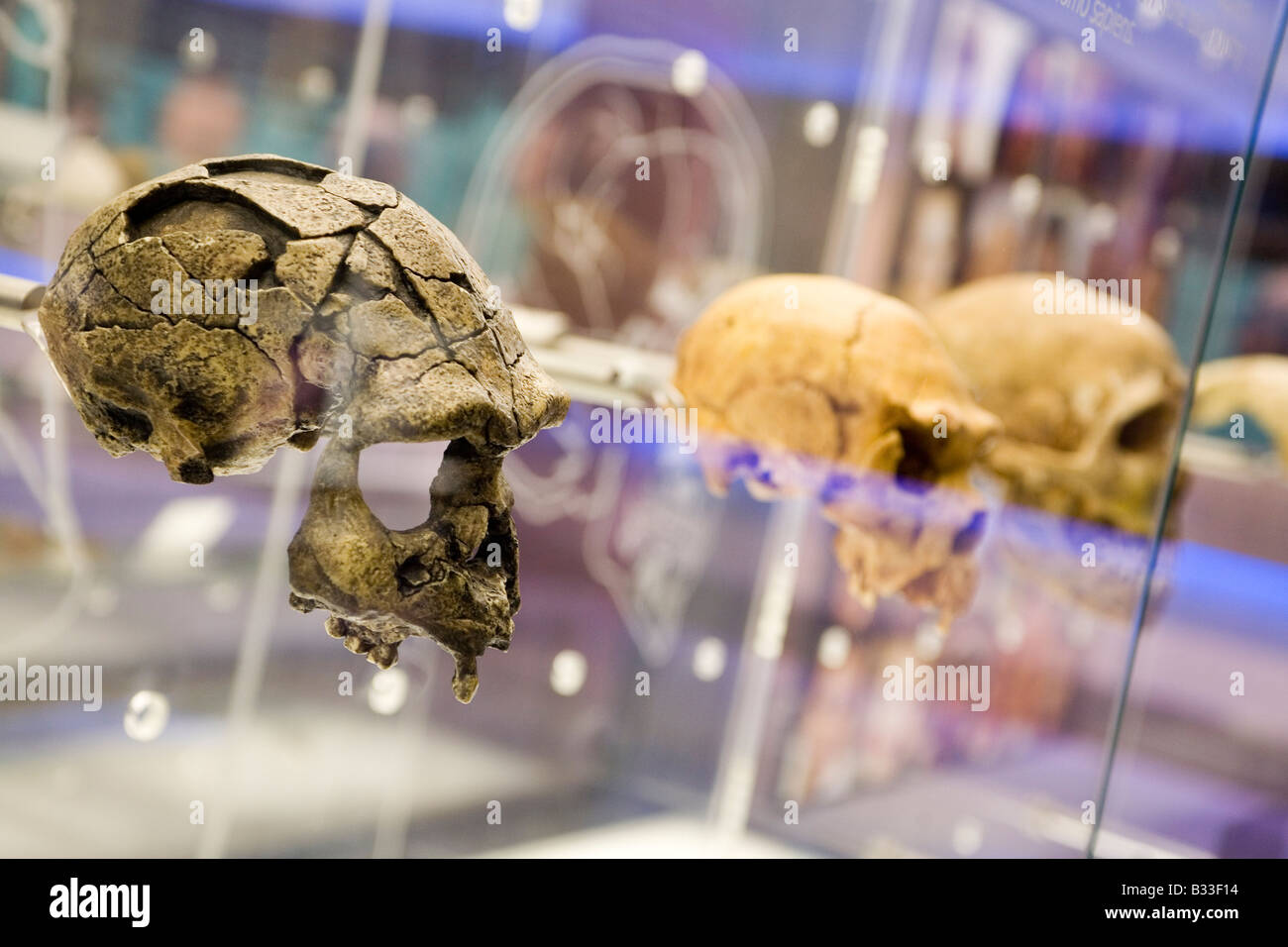 The evolution different skulls hi-res stock photography and images - Alamy