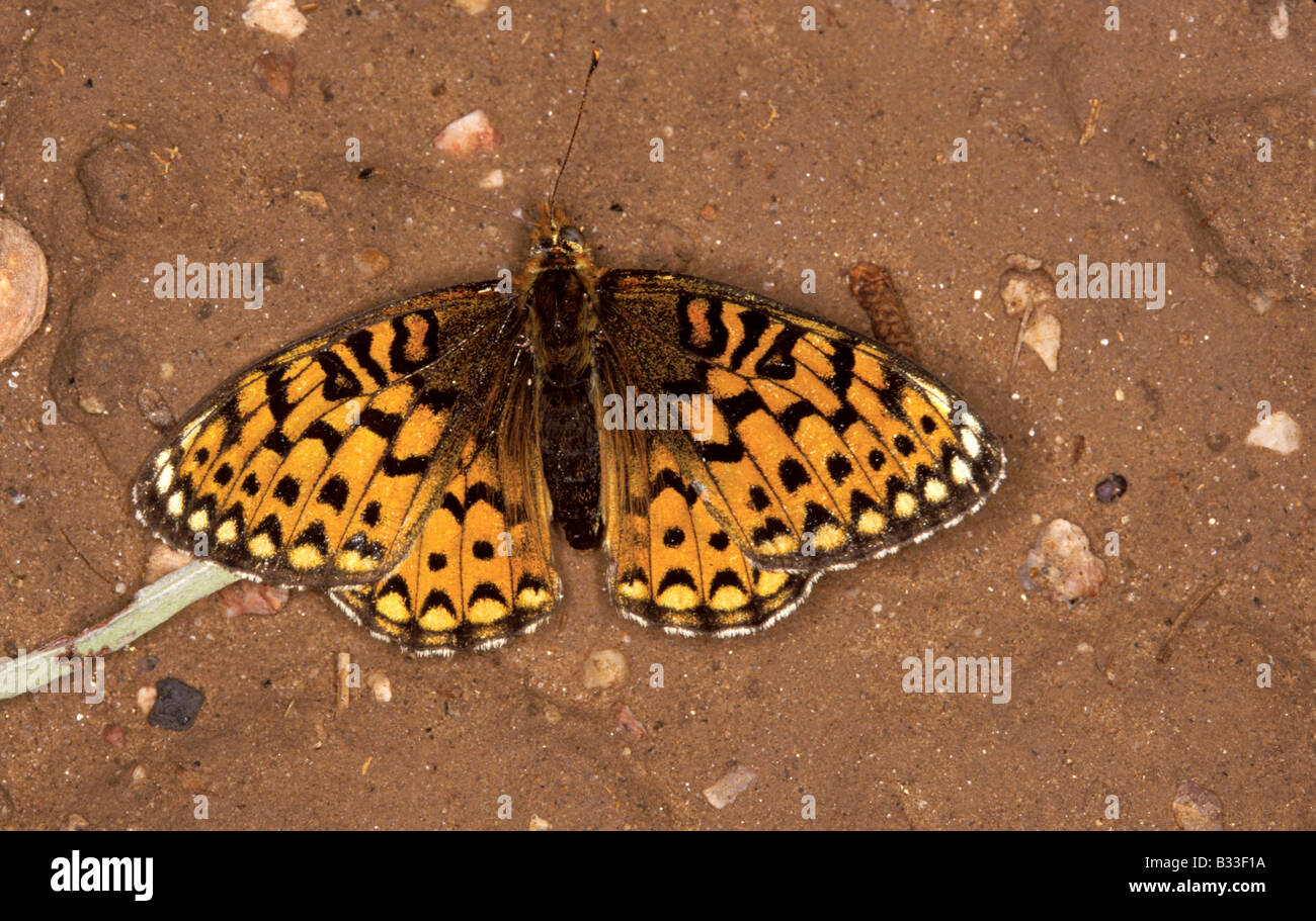 Mormon Fritillary Speyeria mormonia Stock Photo - Alamy