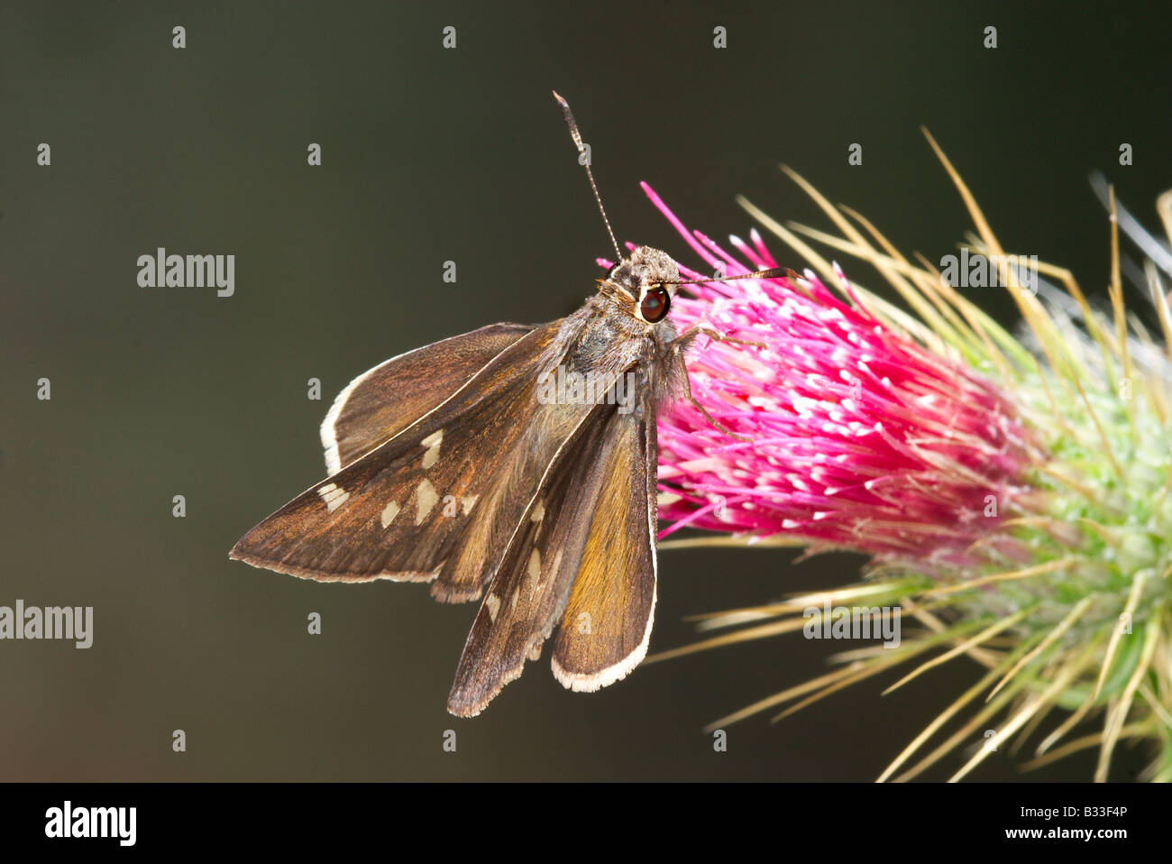 Moon-marked Skipper Atrytonopsis lunus Stock Photo - Alamy