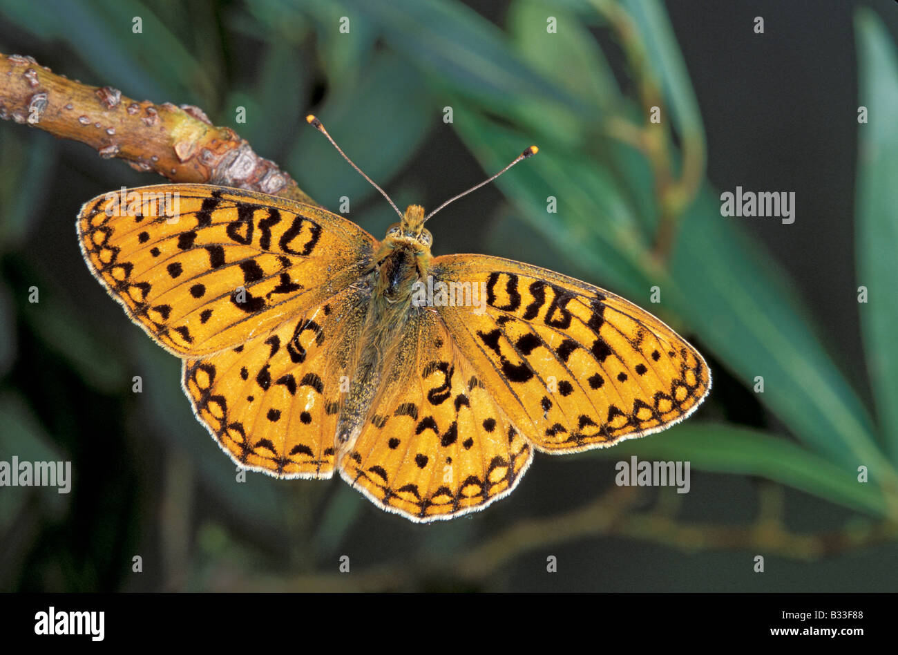 Mormon Fritillary Speyeria mormonia Stock Photo - Alamy