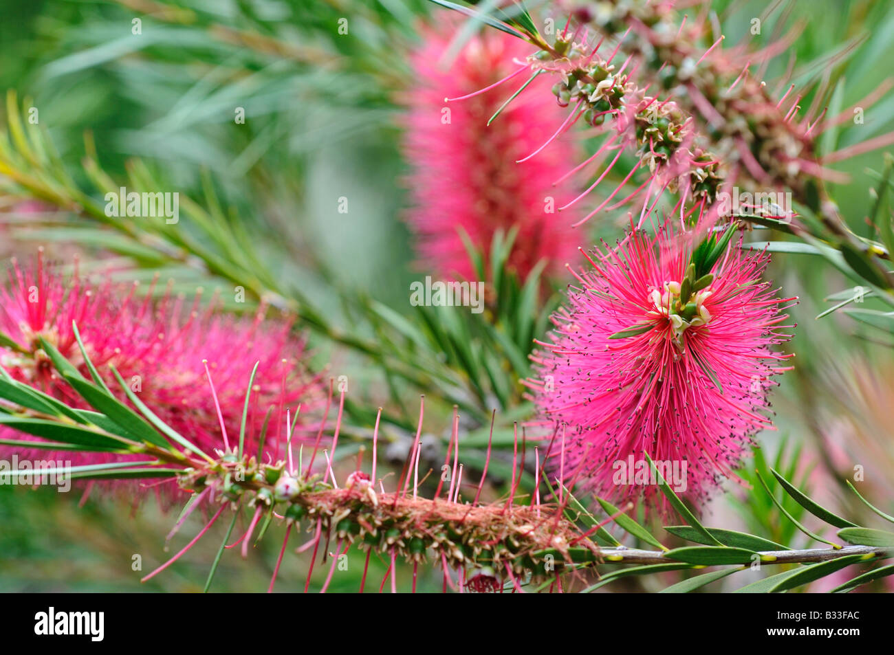 Callistemon rugulosus hi-res stock photography and images - Alamy