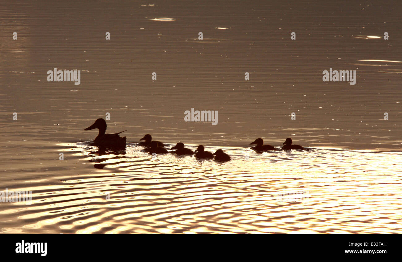 Hen and ducklings swimming in roadside pond Stock Photo - Alamy