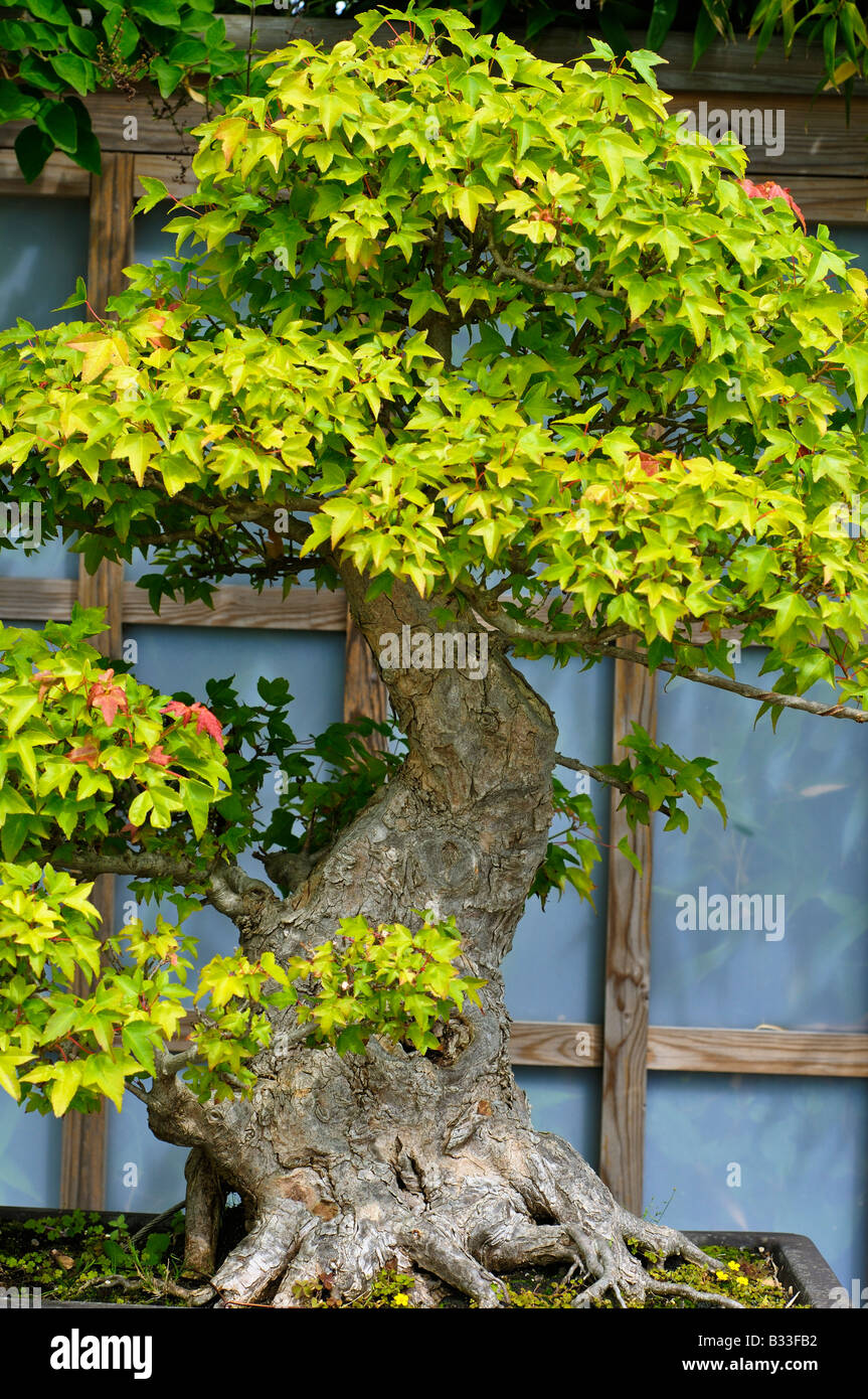 Bonsai tree Acer buergarianum 65 years old Stock Photo - Alamy
