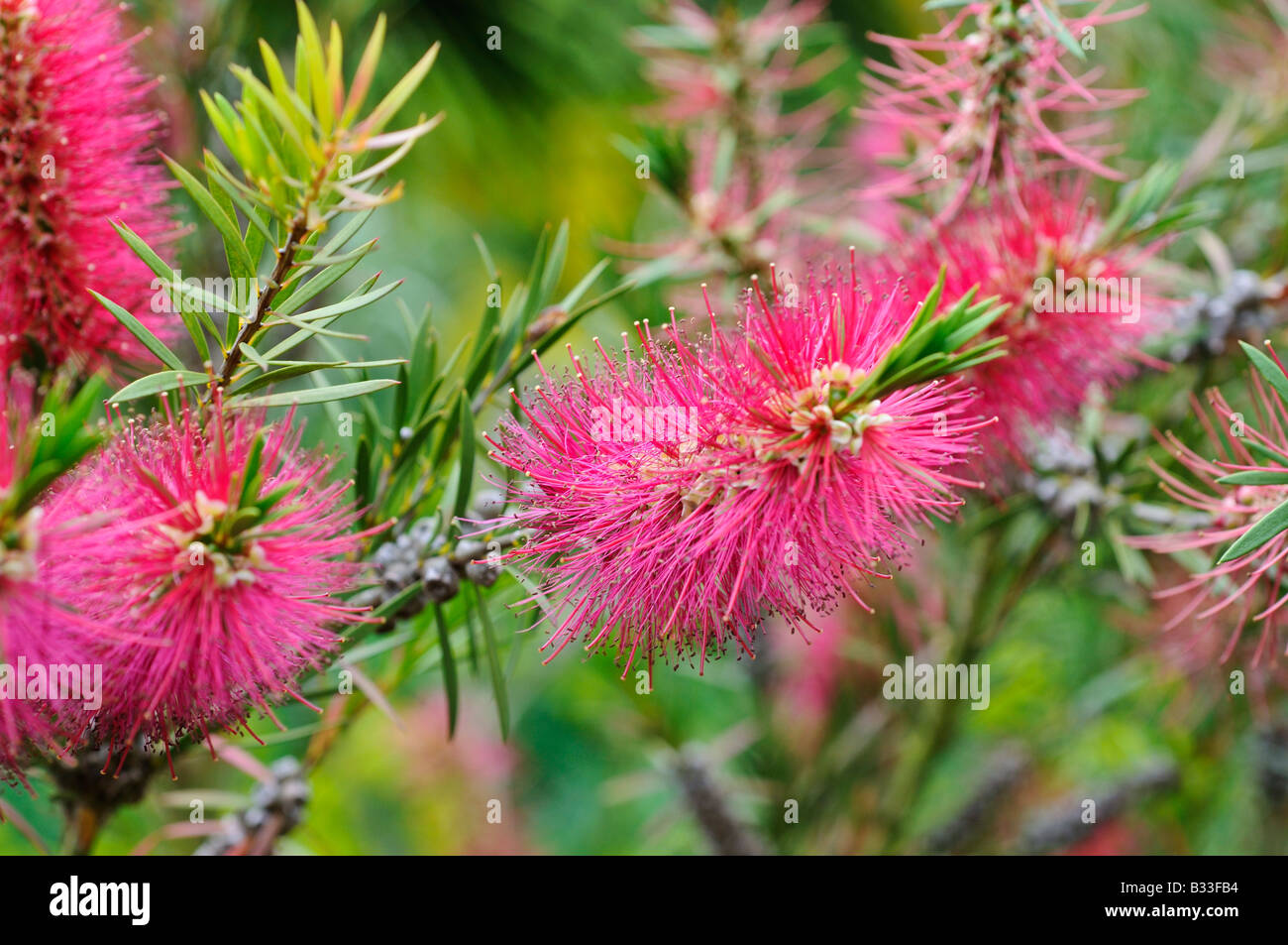 Callistemon rugulosus hi-res stock photography and images - Alamy