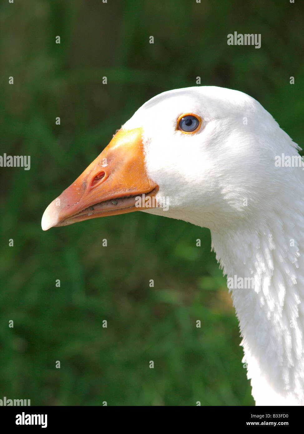 Head of a goose Stock Photo - Alamy