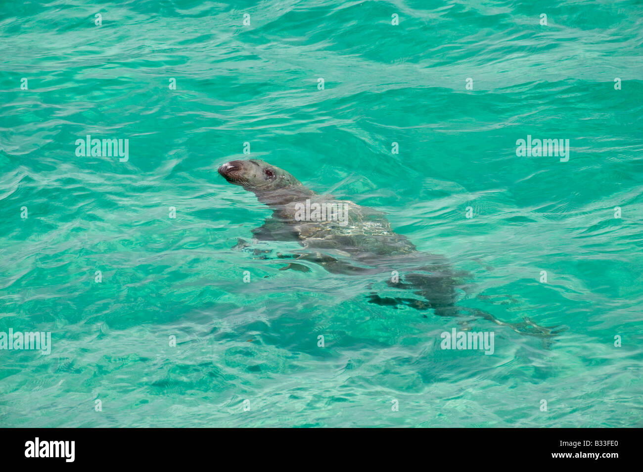 Bull Grey seal Halichoerus grypus Blasket Islands County Kerry Ireland ...
