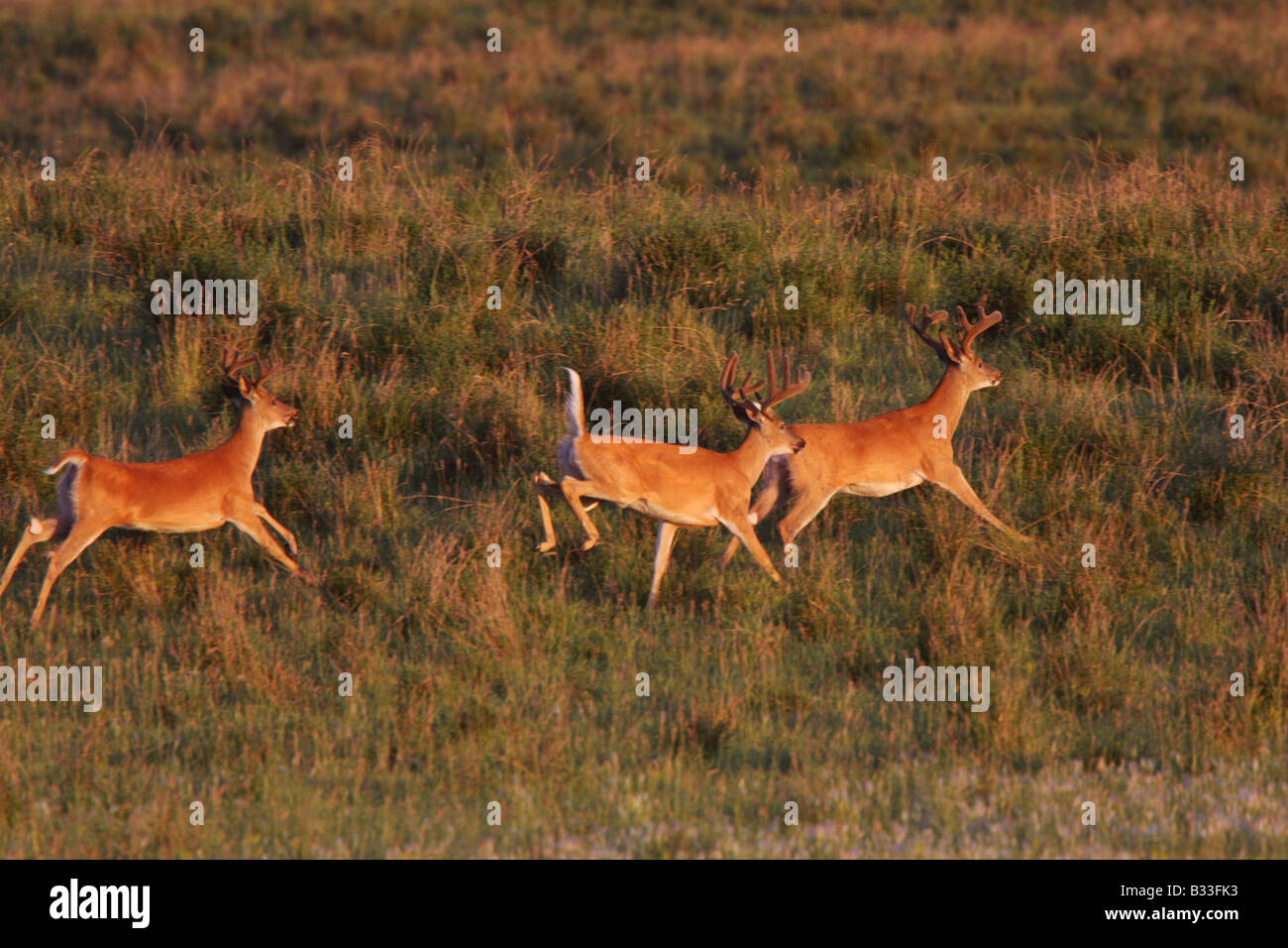 White tailed Deer bucks running and leaping Stock Photo - Alamy