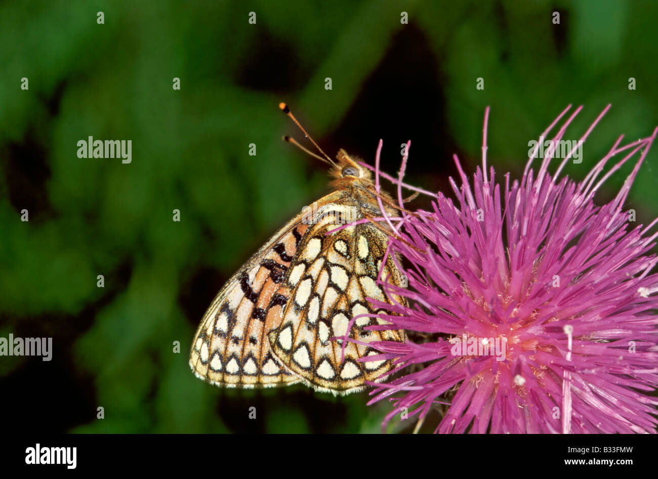 Mormon Fritillary Speyeria mormonia Stock Photo - Alamy