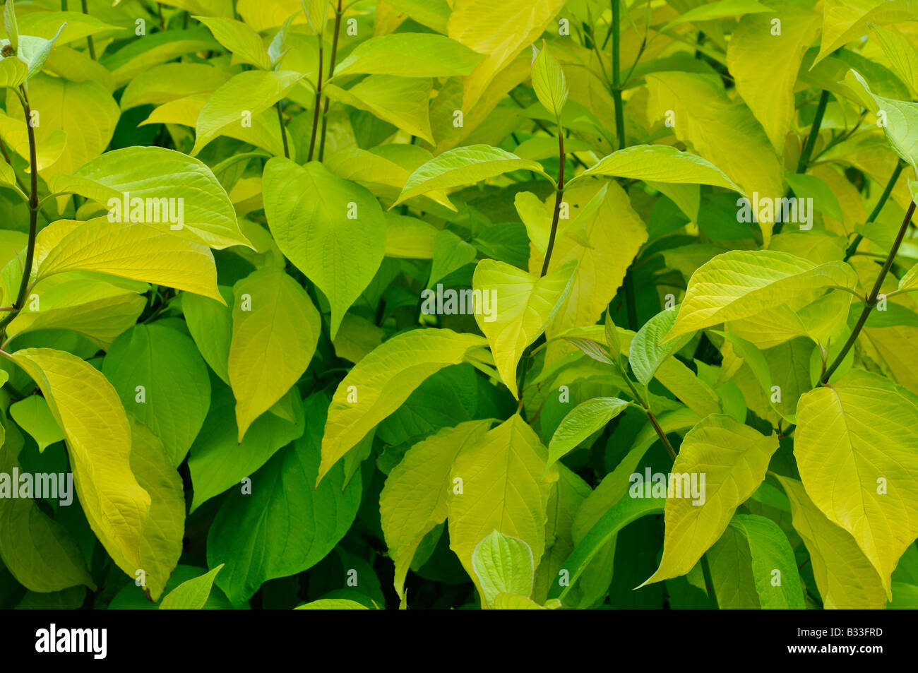 Cornus alba AUREA Stock Photo - Alamy