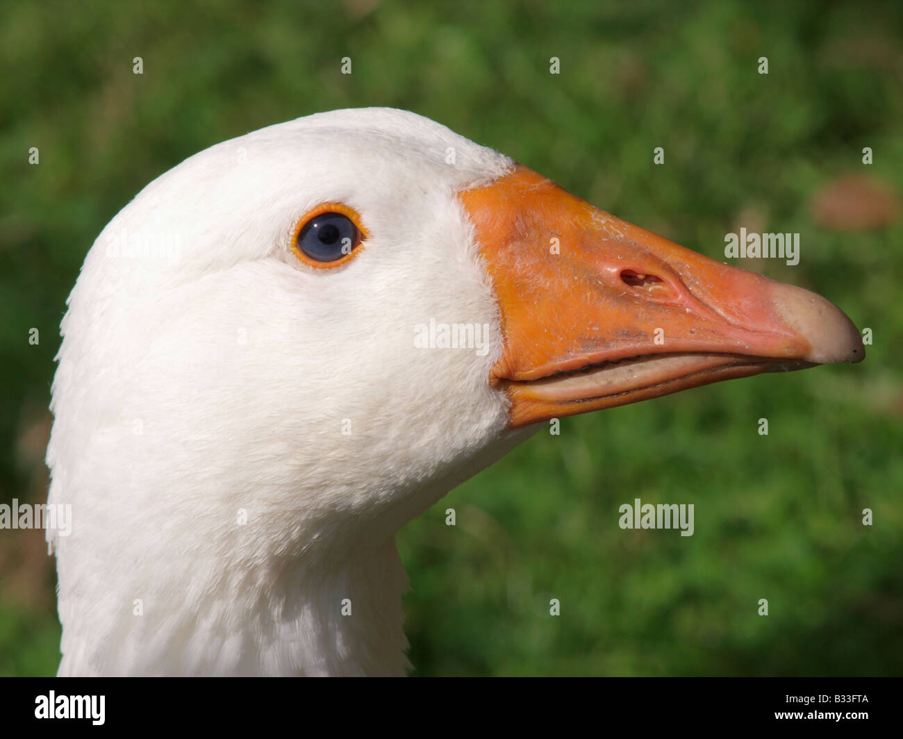 Head of a goose Stock Photo - Alamy