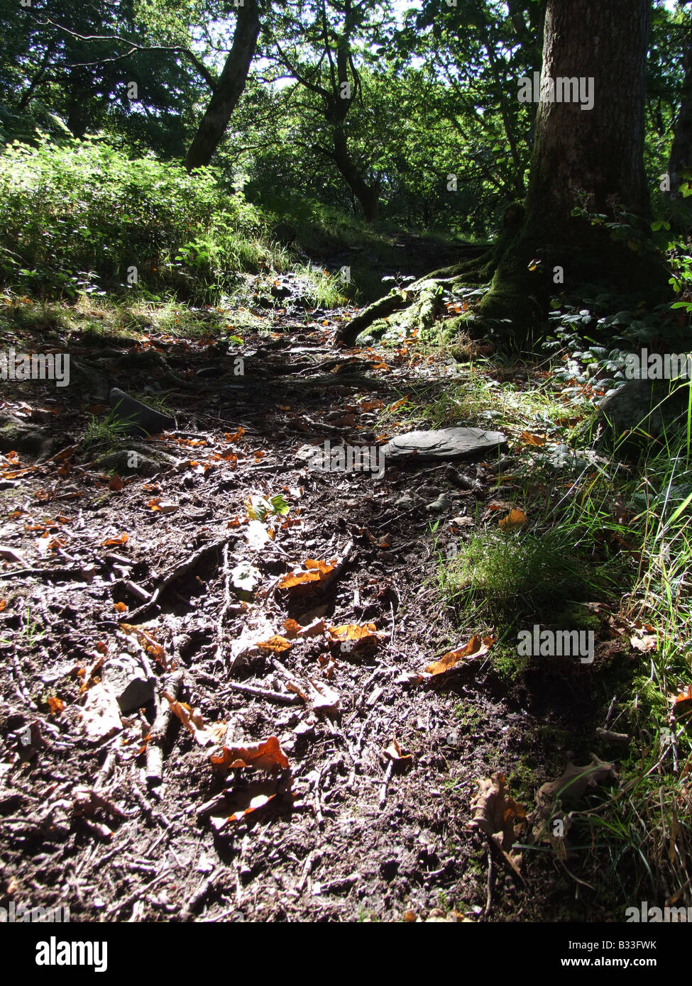 walk way foot path woods in country Stock Photo - Alamy