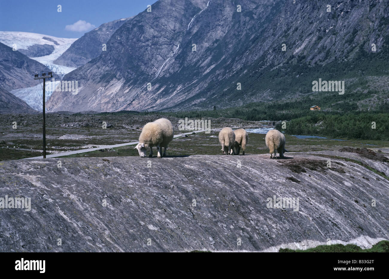 Sheep eating lichen on rock Nigardsbreen Glacier in the background ...