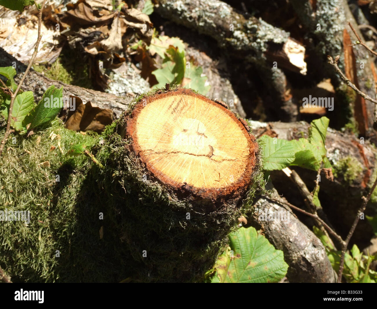 newly fresh cut tree on forest floor Stock Photo - Alamy