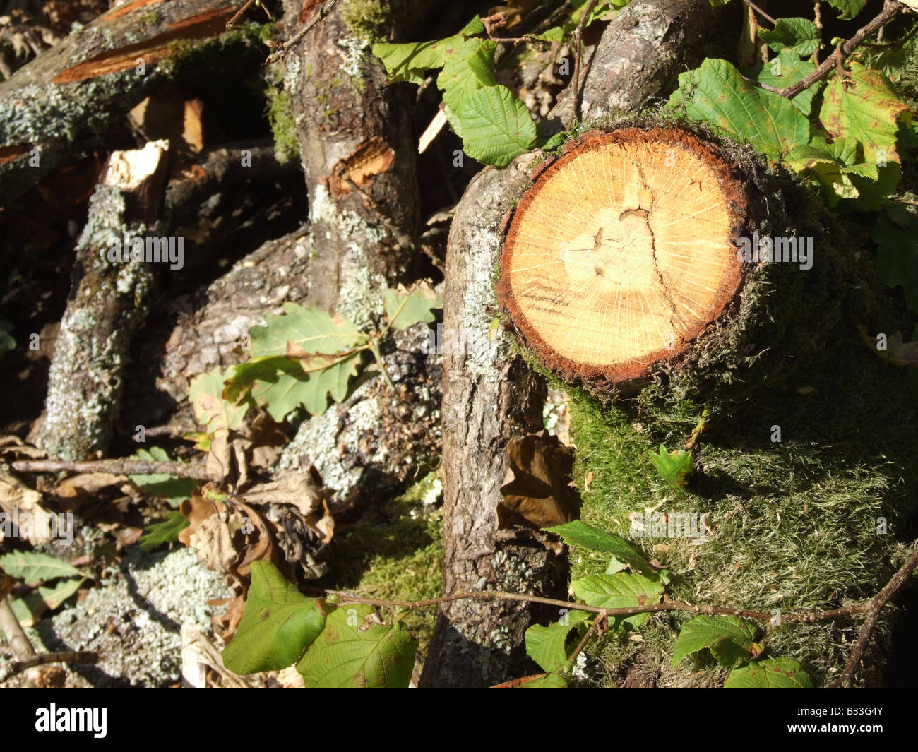 newly fresh cut tree on forest floor Stock Photo - Alamy