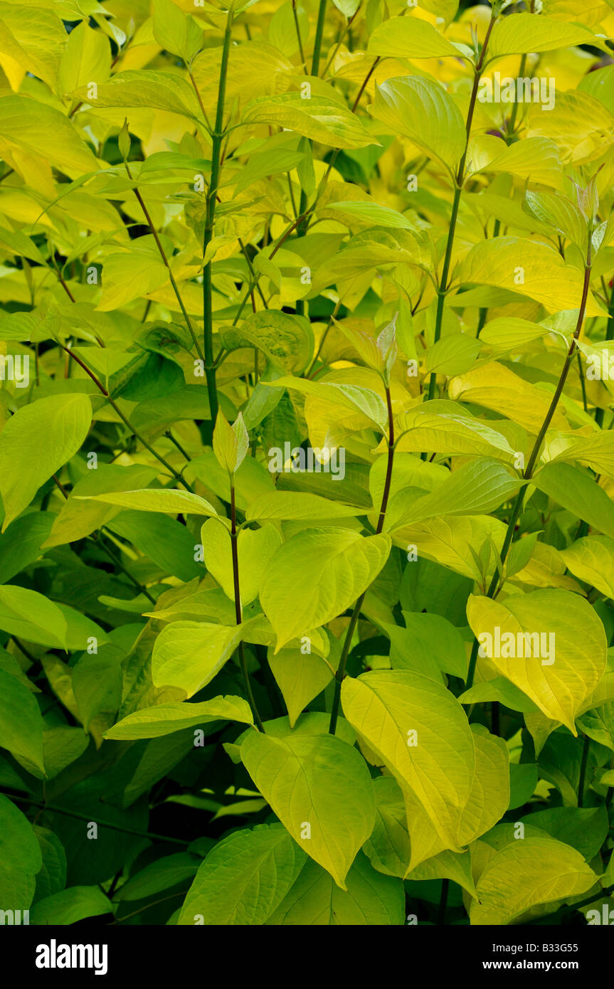Cornus alba AUREA Stock Photo - Alamy