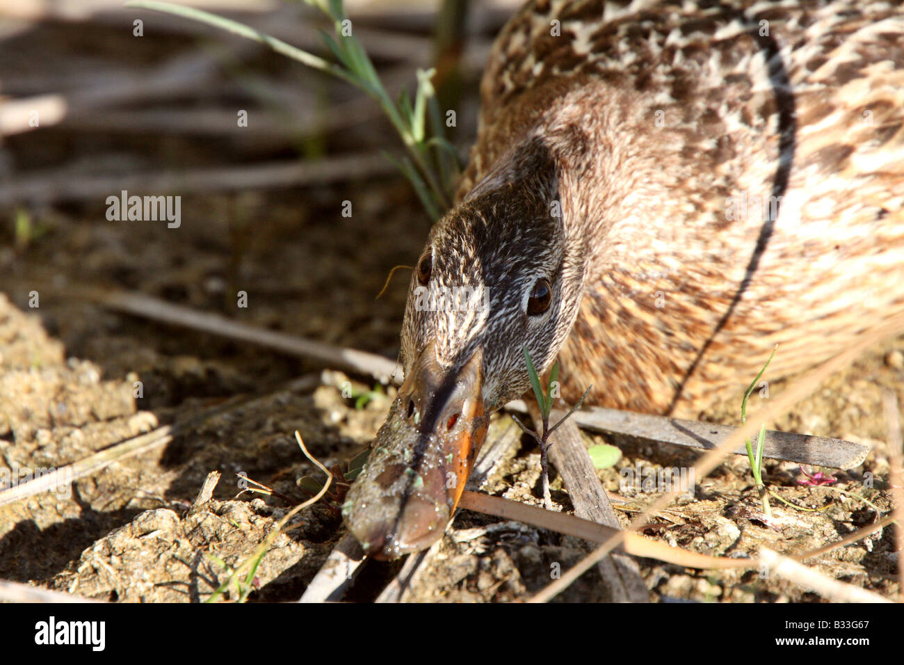 Northern Shoveler hen hiding near Roadside pond Stock Photo - Alamy