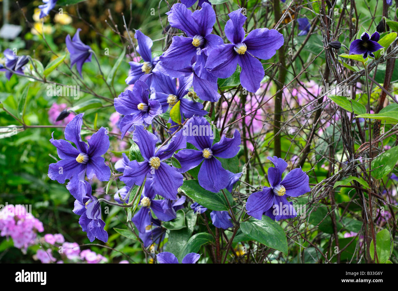 Clematis x durandii Stock Photo - Alamy