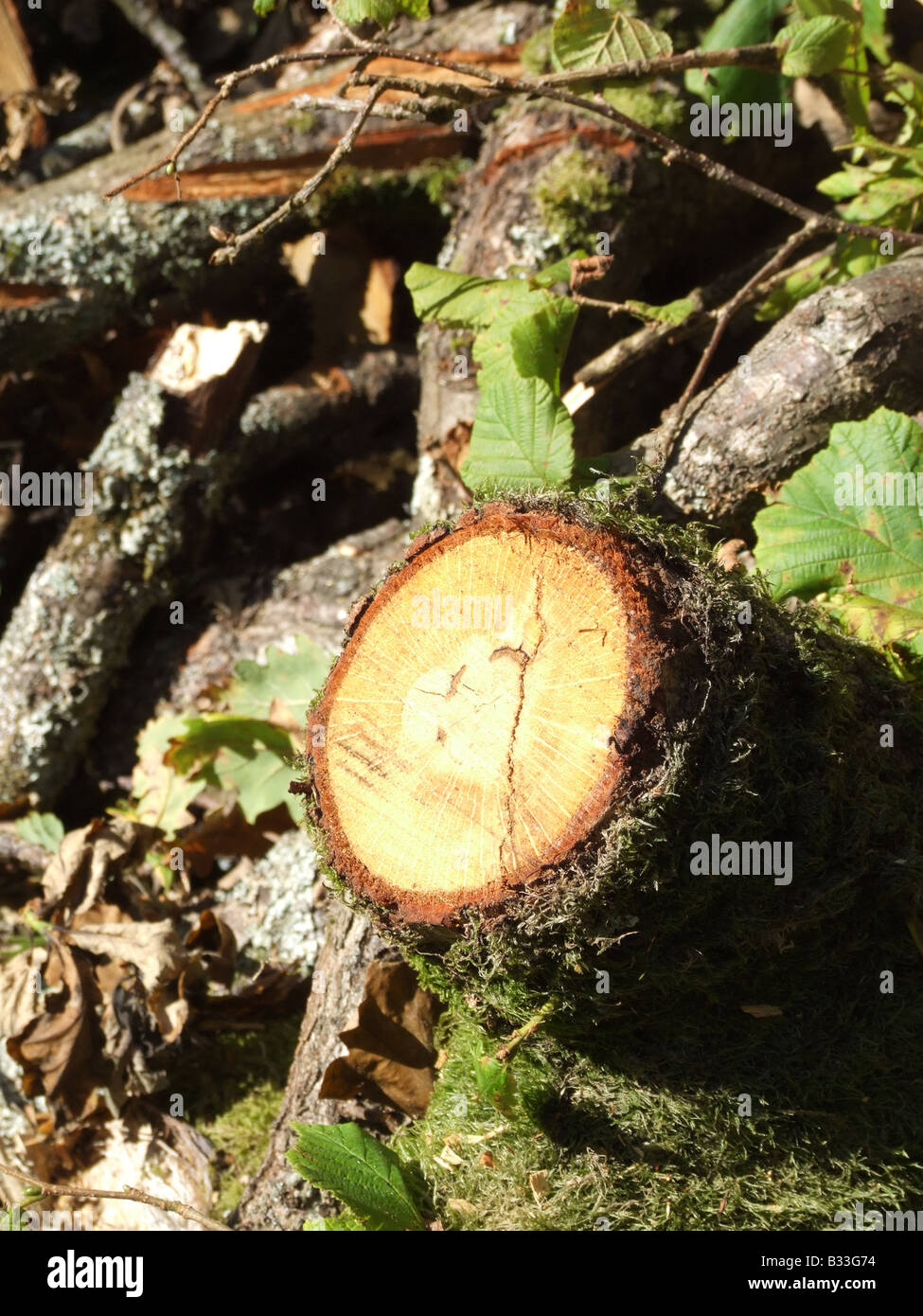 newly fresh cut tree on forest floor Stock Photo - Alamy