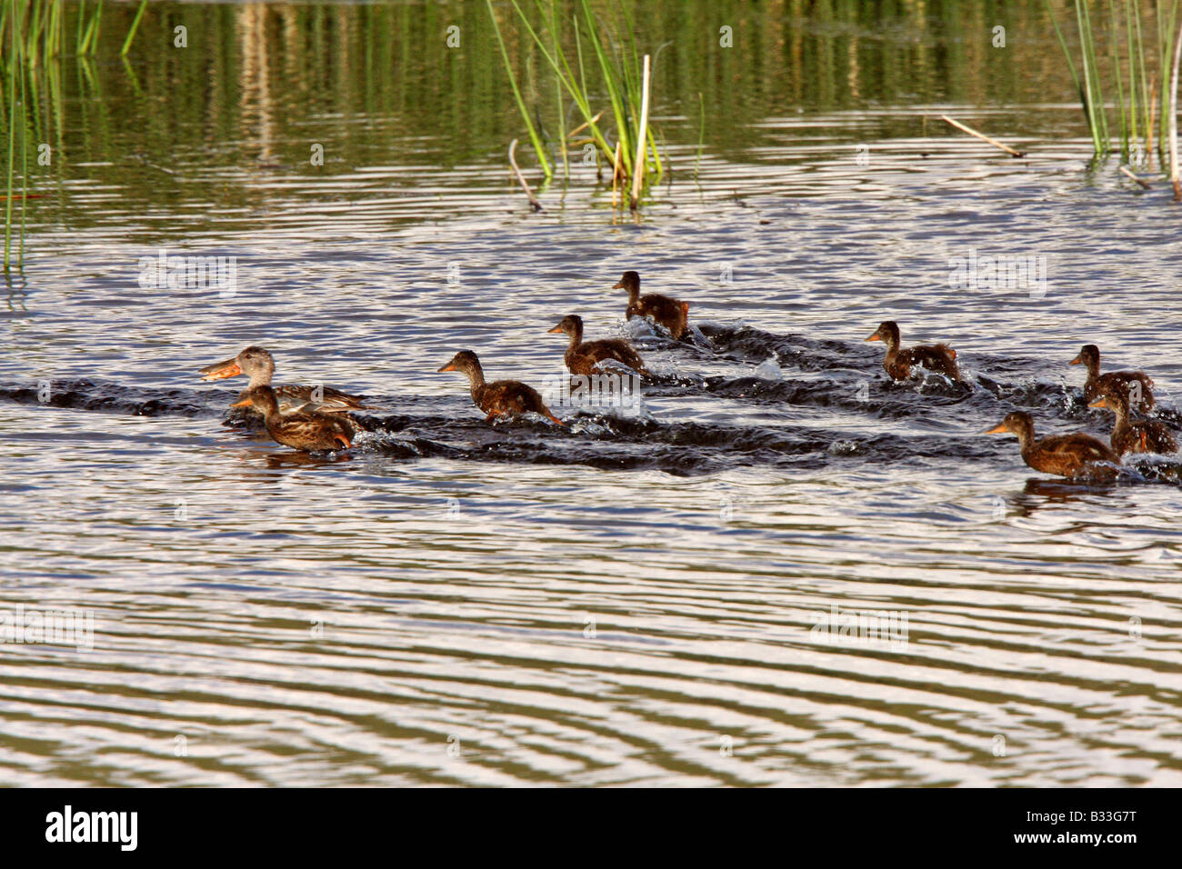 Shoveler duck with ducklings hi-res stock photography and images - Alamy