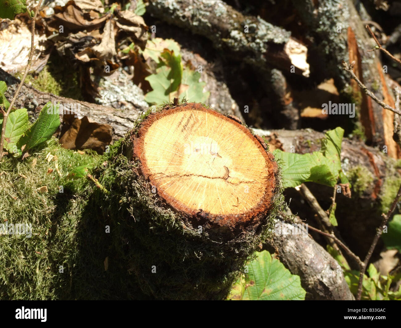 newly fresh cut tree on forest floor Stock Photo - Alamy