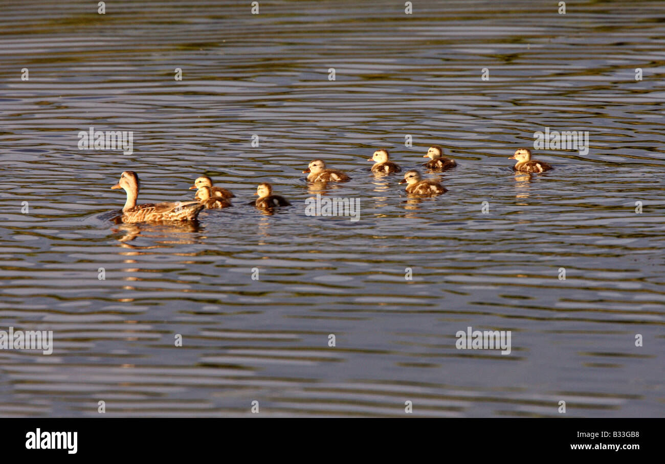 Hen and ducklings swimming in roadside pond Stock Photo - Alamy