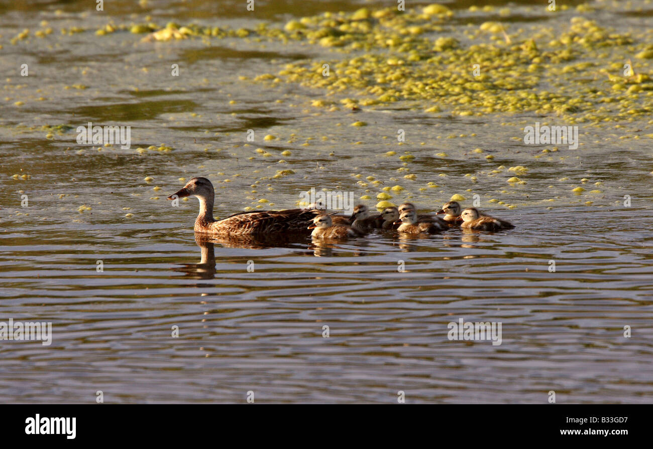 Hen and ducklings swimming in roadside pond Stock Photo - Alamy