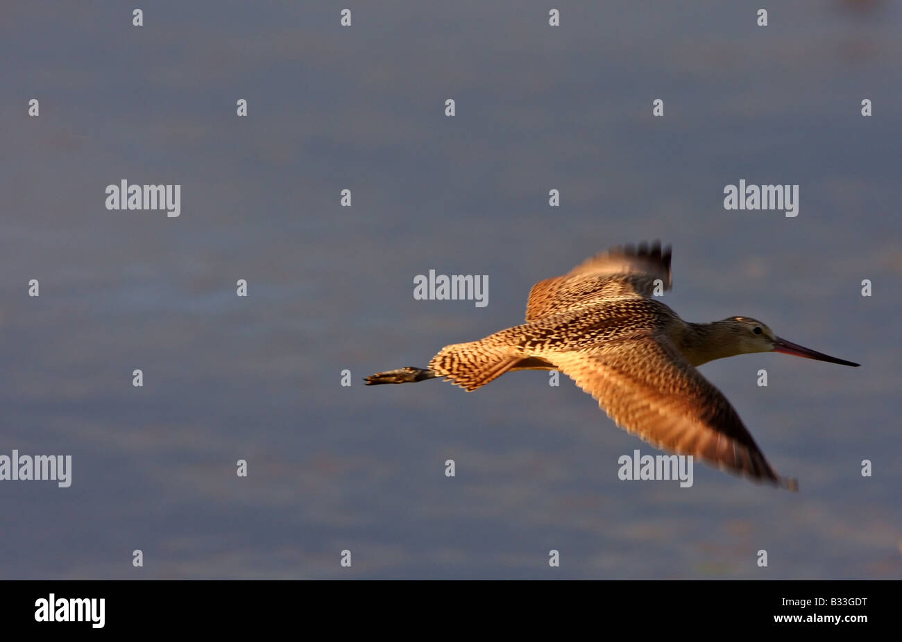 Willet in flight in Saskatchewan Stock Photo - Alamy