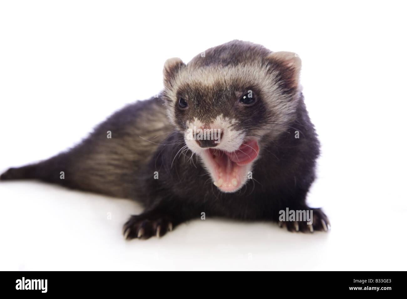 Cute sable ferret licking mouth isolated on white background Stock ...