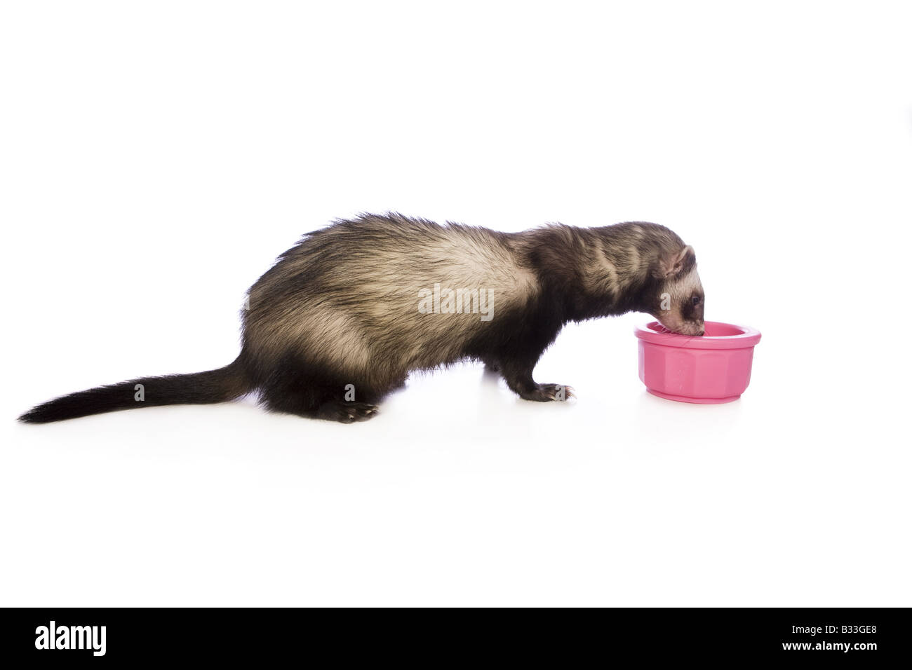 Cute sable ferret eating out of pink dish isolated on white background ...