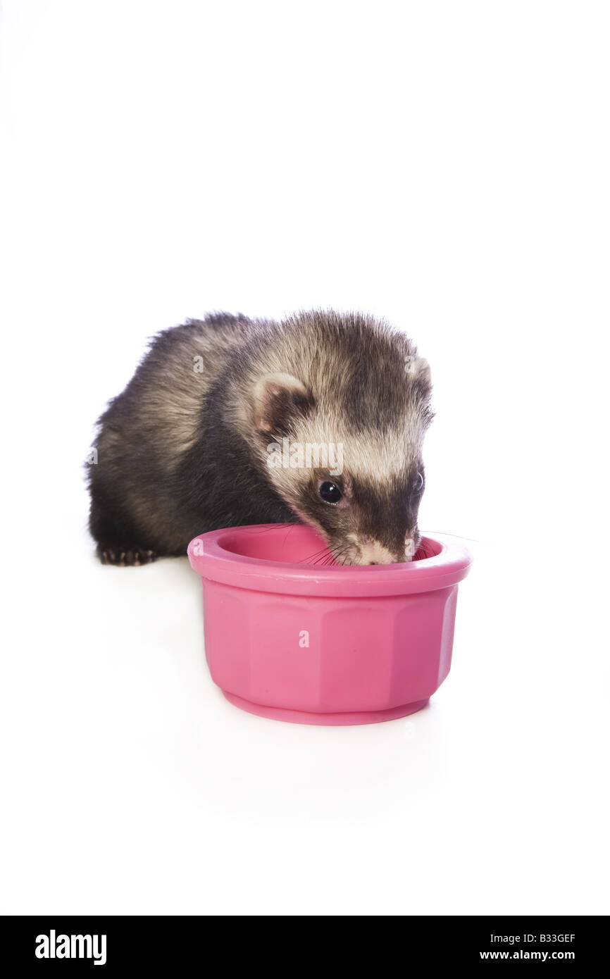 Cute sable ferret eating out of pink dish isolated on white background ...