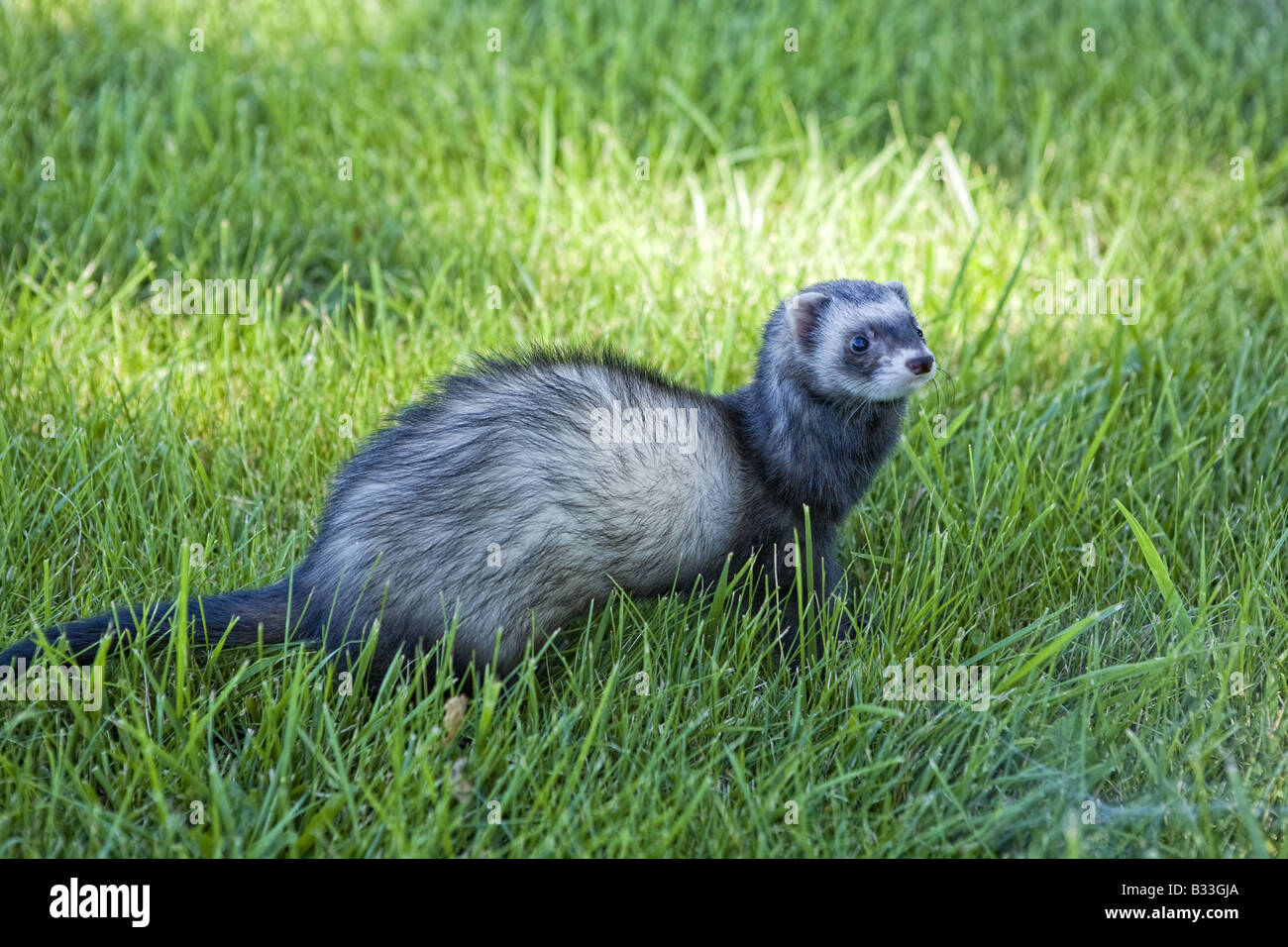Cute sable ferret outdoors in green grass Stock Photo - Alamy