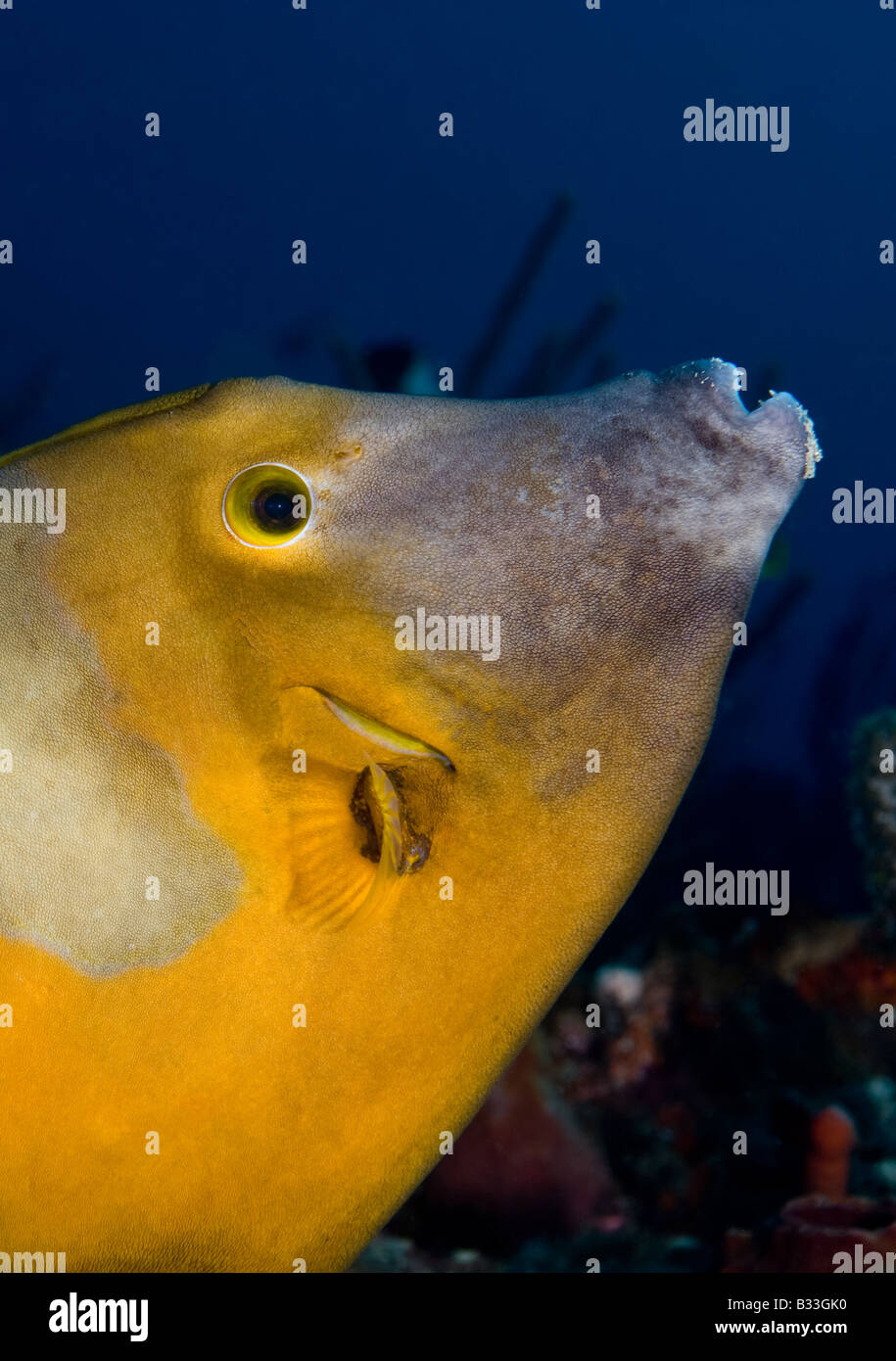 Orange Spotted Filefish Stock Photo - Alamy