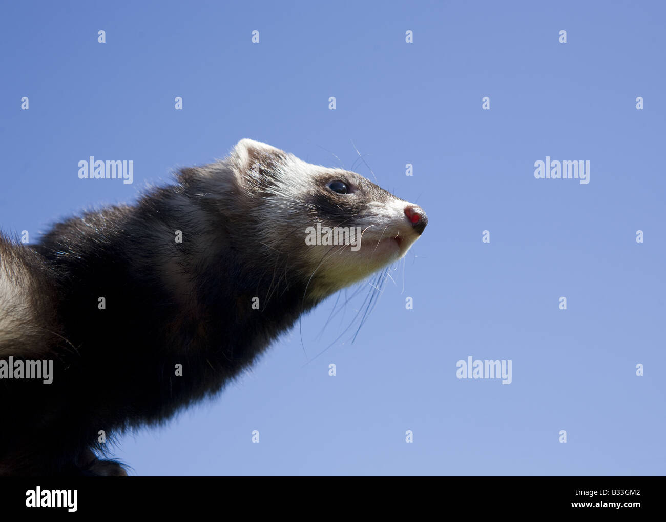 Cute sable ferret being held outdoors against blue sky Stock Photo - Alamy