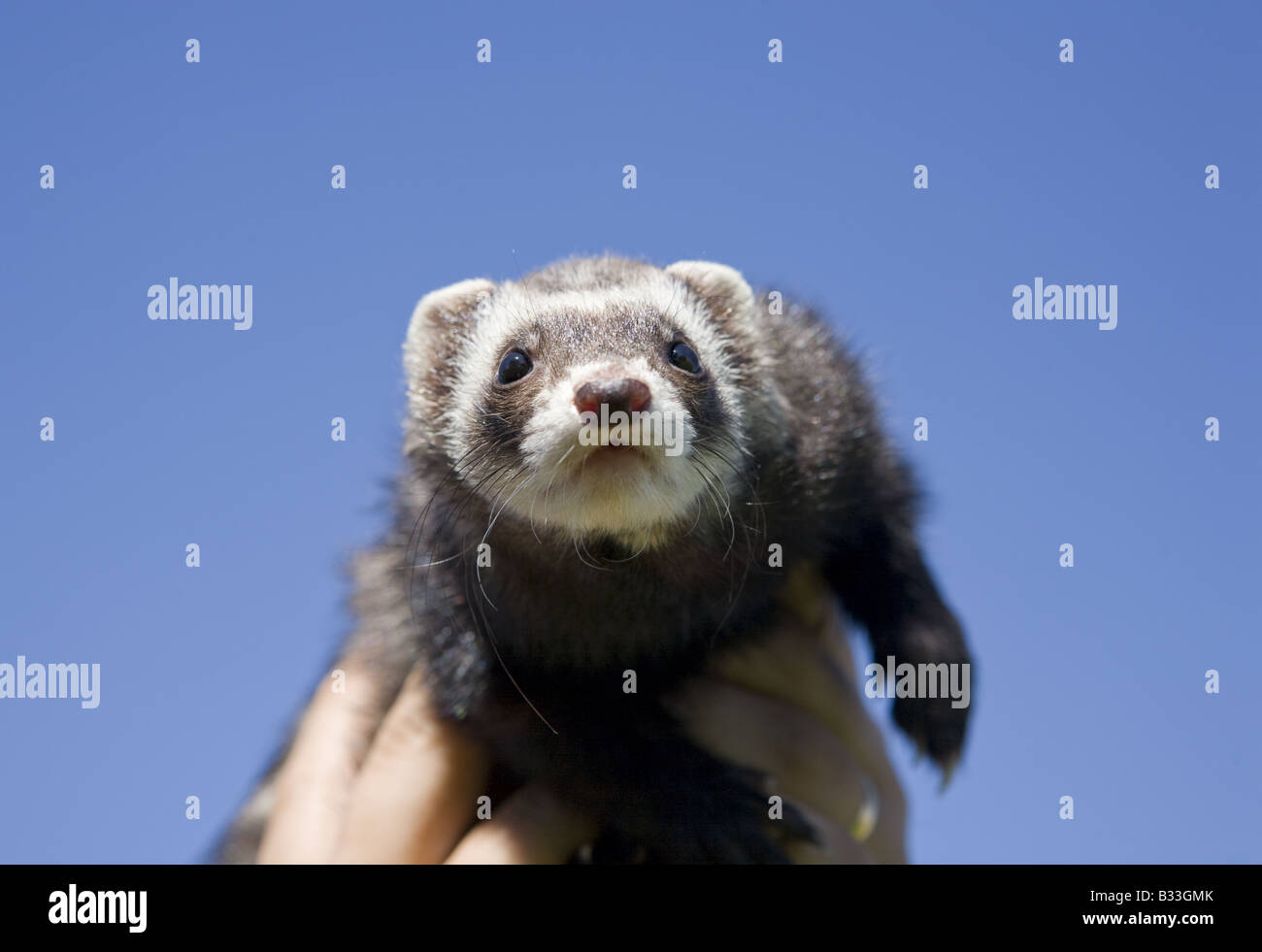 Cute sable ferret being held outdoors against blue sky Stock Photo - Alamy