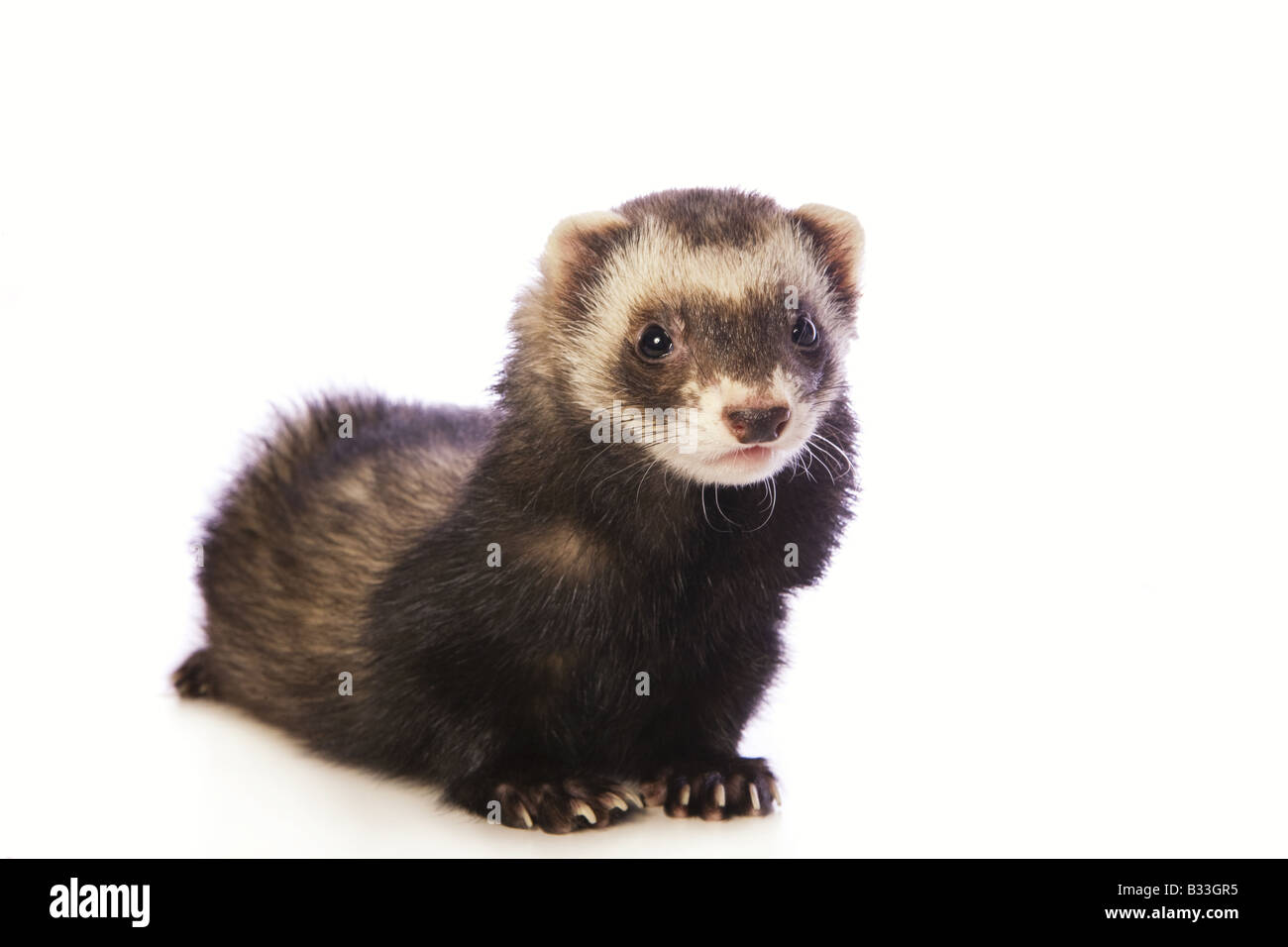 Sable Ferret