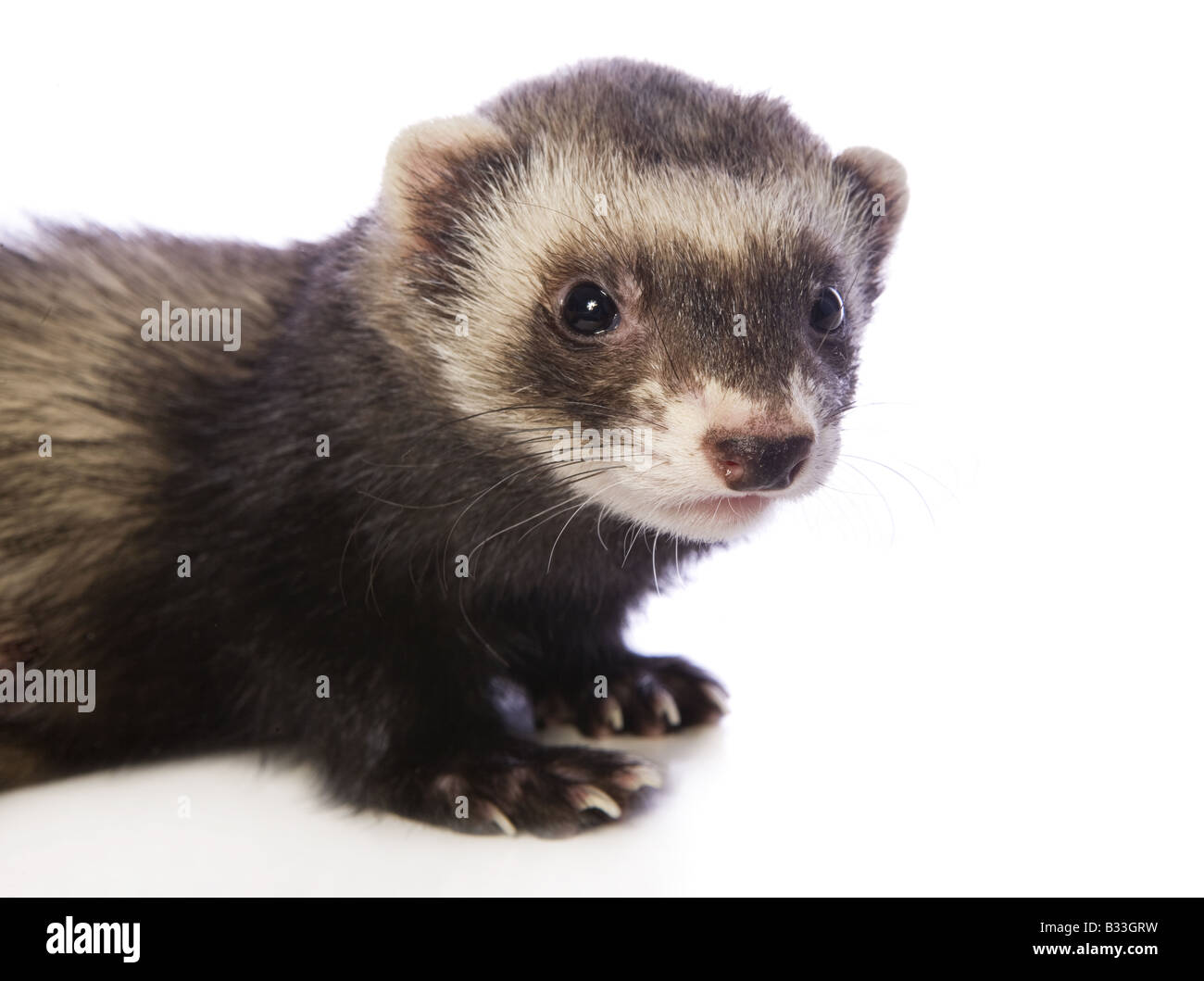 Cute sable ferret headshot isolated on white background Stock Photo - Alamy