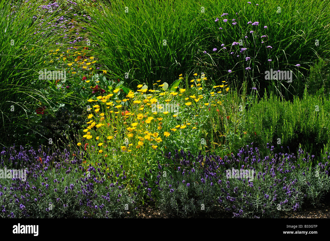 Lavender and yellow flowers hi-res stock photography and images - Alamy