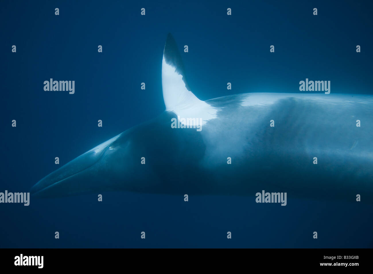 Dwarf Minke Whale Great Barrier Reef Australia swimming on it`s side ...