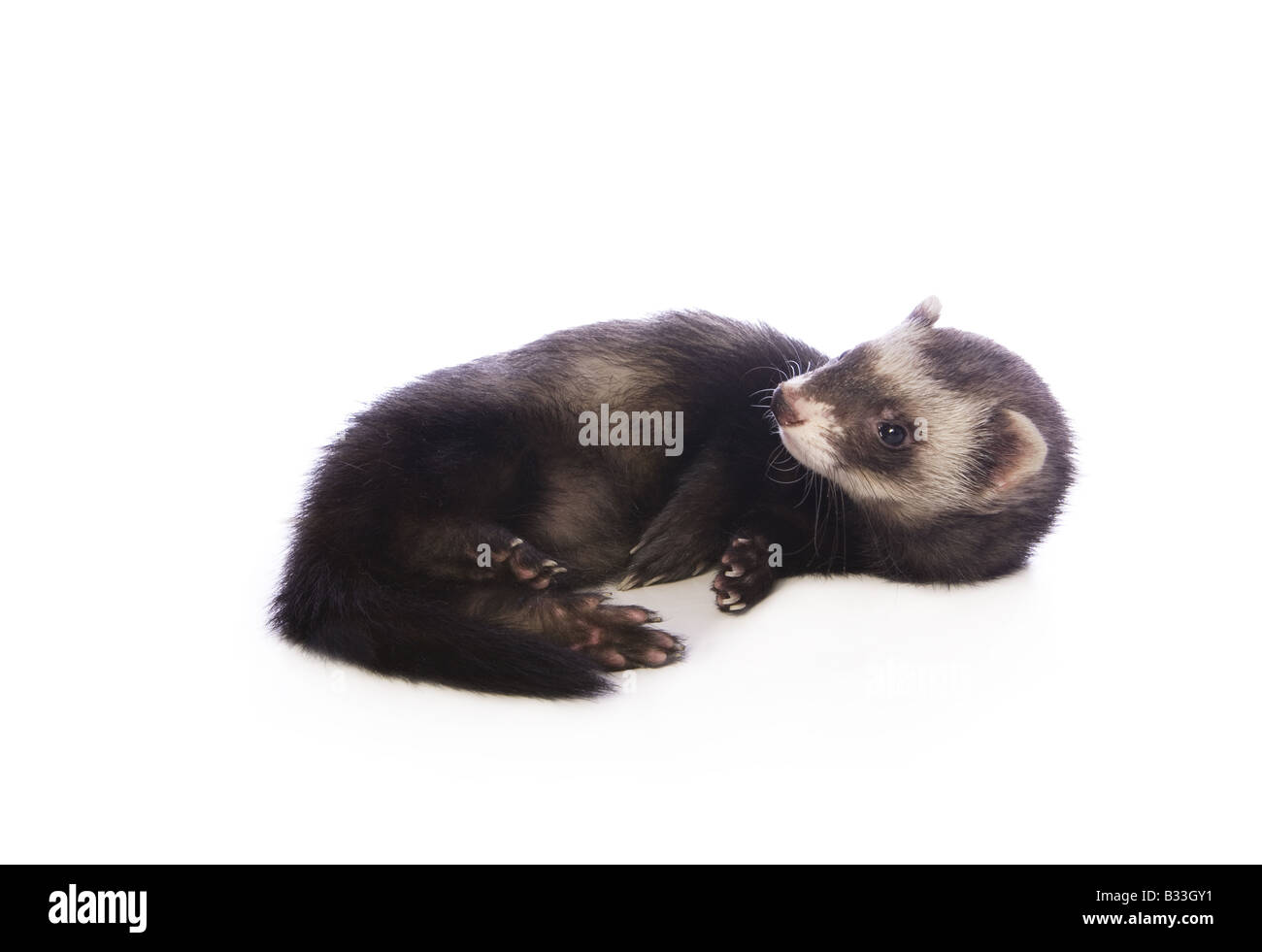 Cute sable ferret lying down isolated on white background Stock Photo ...
