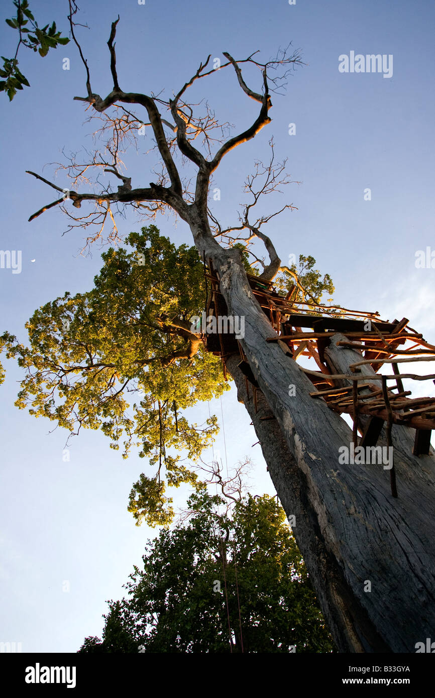 Mahogany tree africa hi-res stock photography and images - Alamy