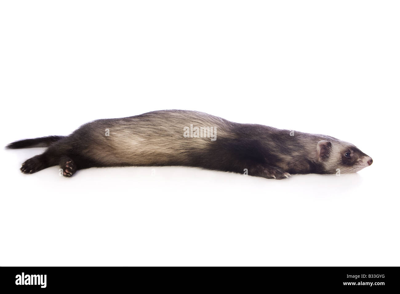 Cute sable ferret lying down isolated on white background Stock Photo ...